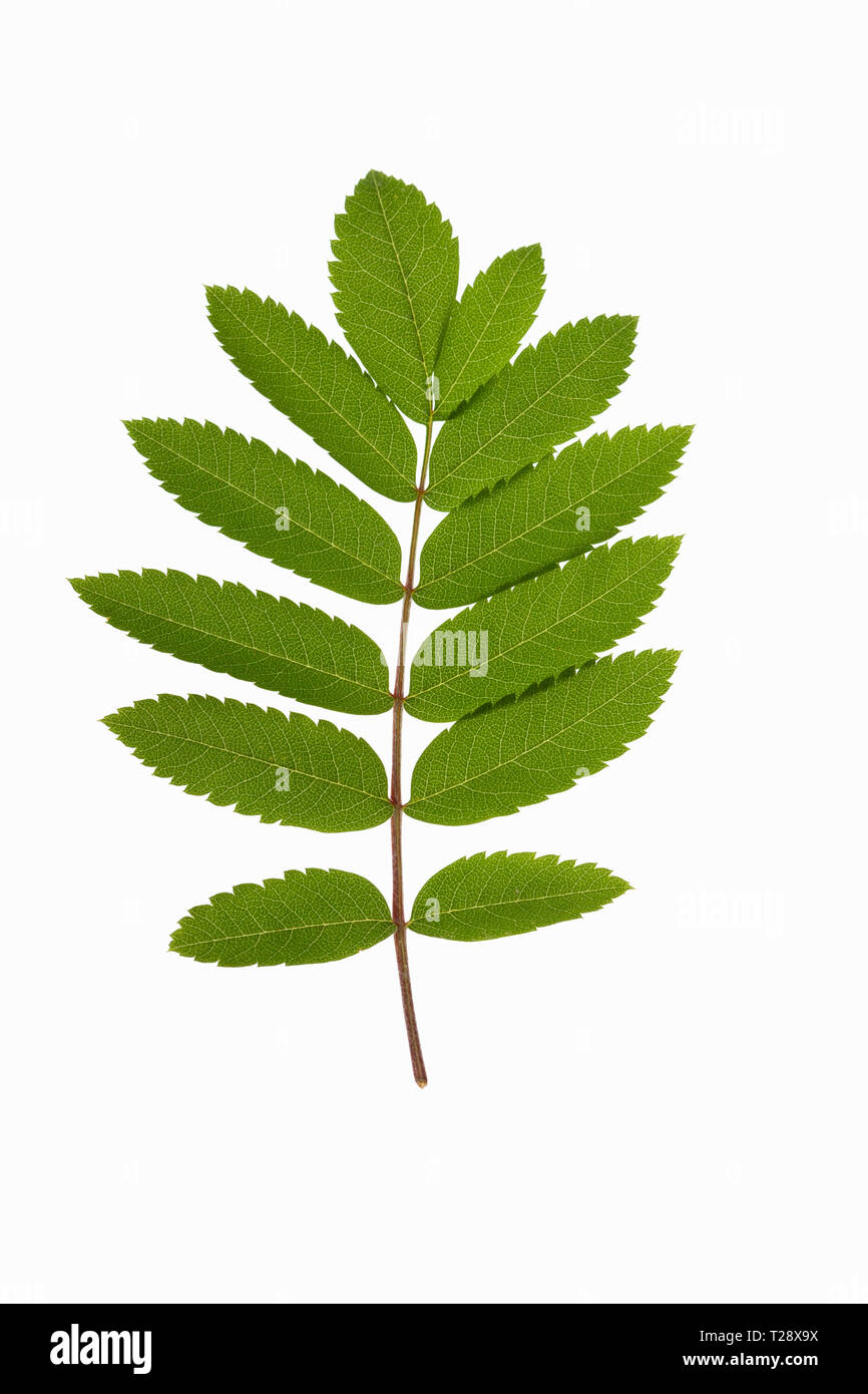 Sorbus aucuparia - Rowan Tree Leaf Stock Photo - Alamy