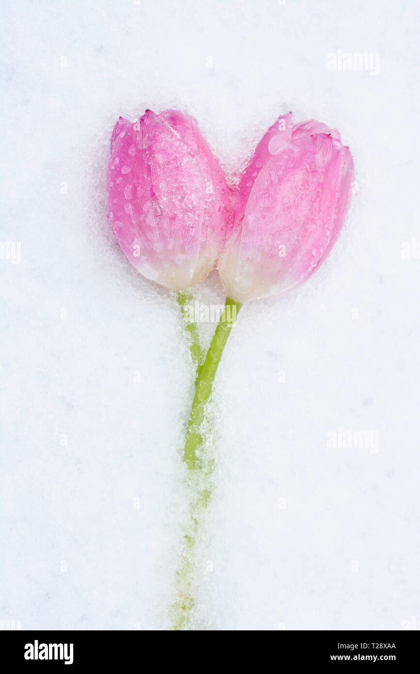 Freezing tulips hi-res stock photography and images - Alamy