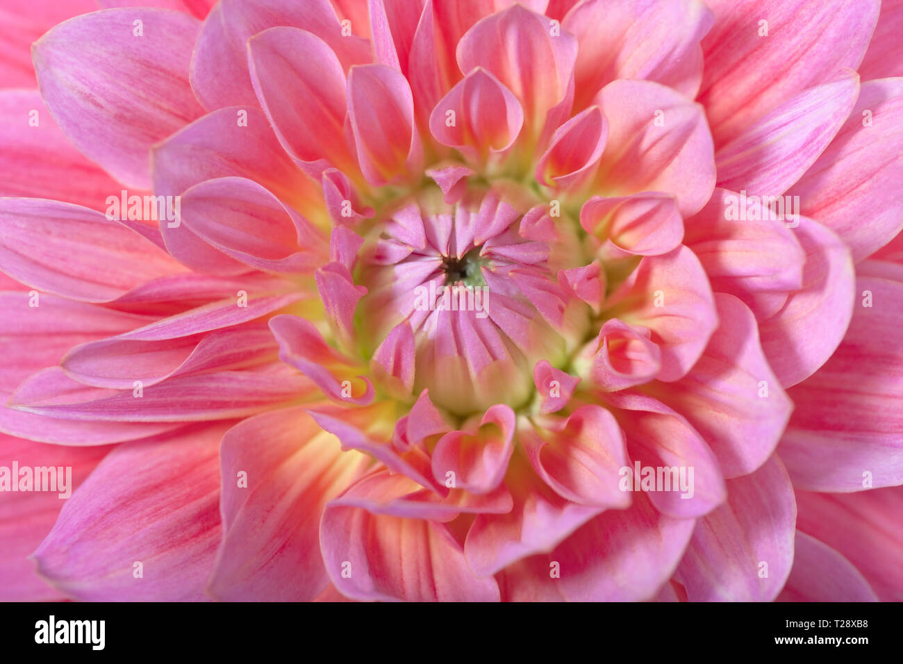 Filling frame hi-res stock photography and images - Alamy