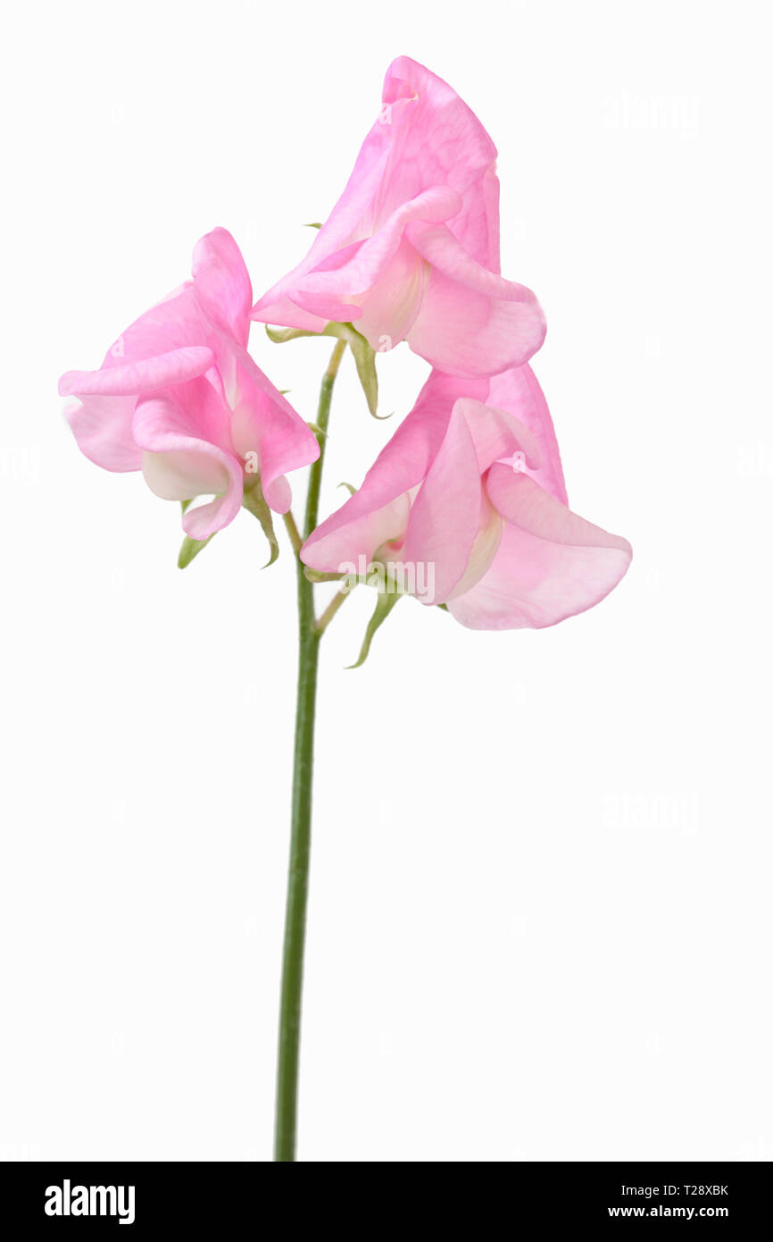 Still life sweet pea Cut Out Stock Images & Pictures - Alamy