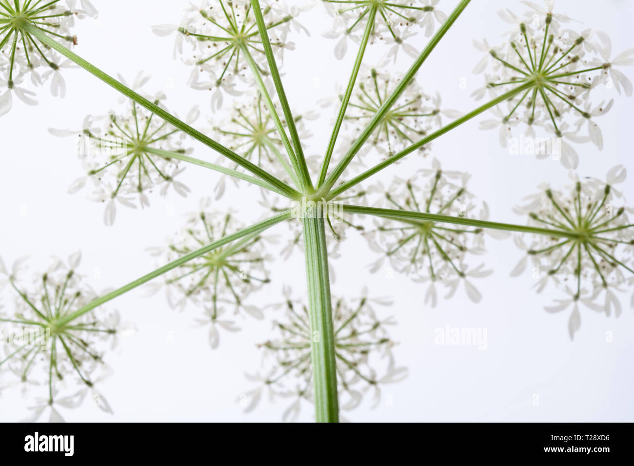 Heracleum sphondylium - Common Hogweed Stock Photo - Alamy