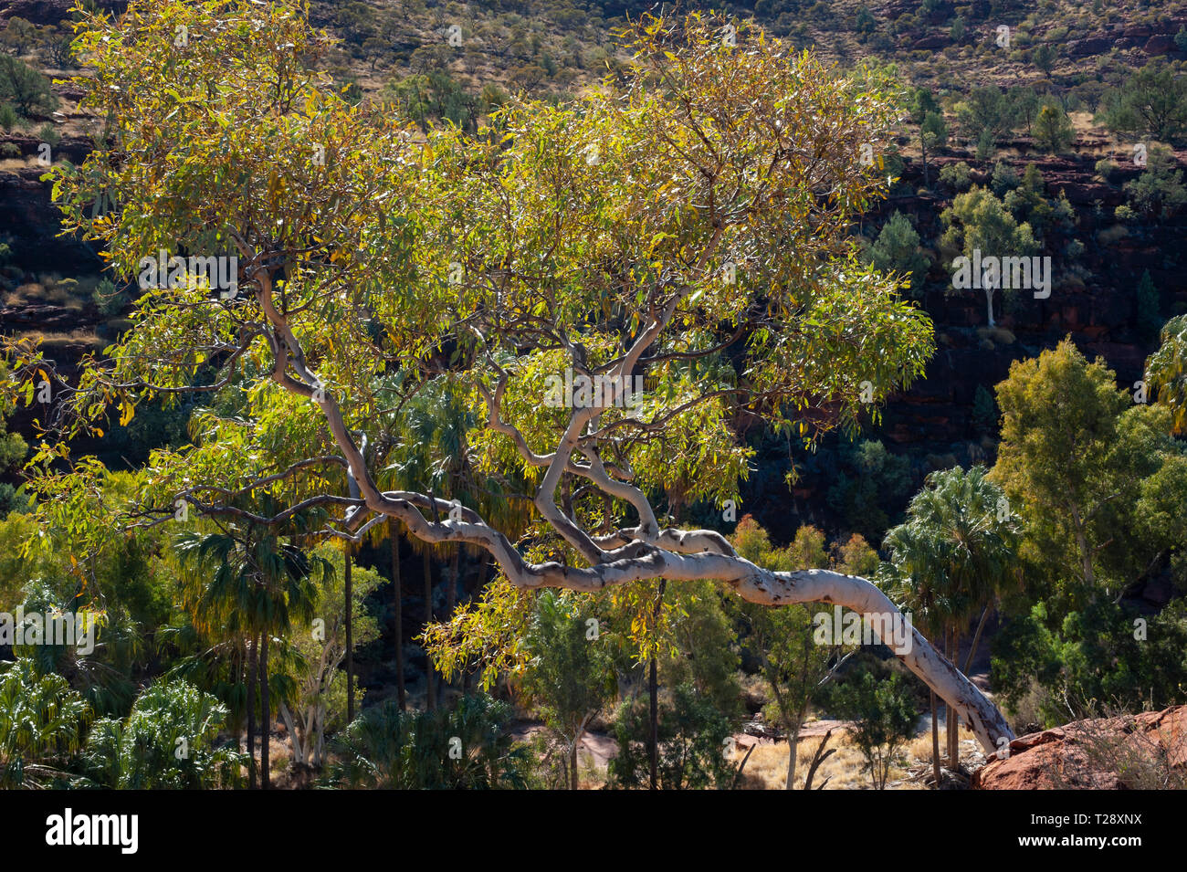 Ghost gum in Palm Valley, Northern Territory, Australia Stock Photo - Alamy