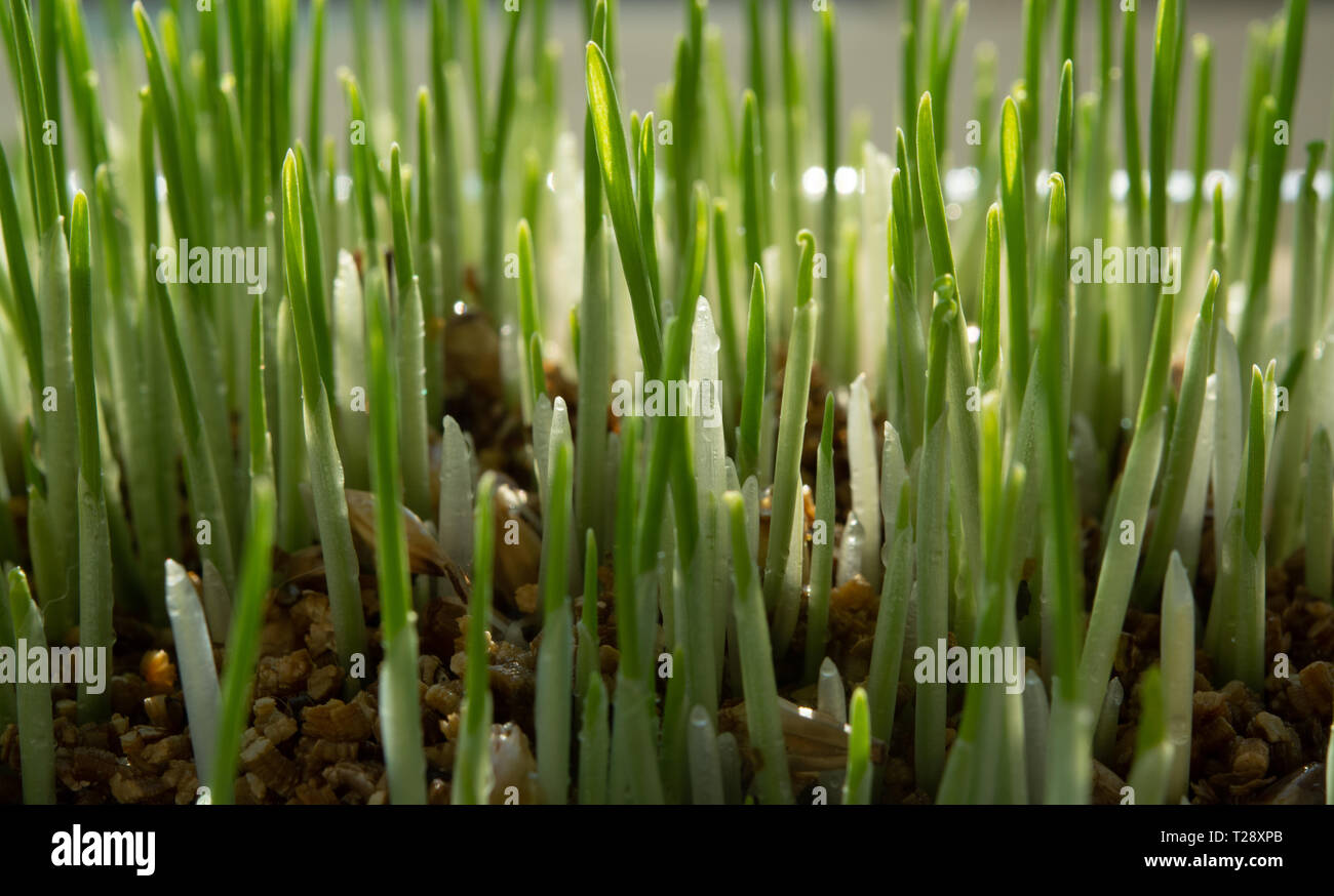 Orchard grass (dactylis glomerata) hi-res stock photography and images ...