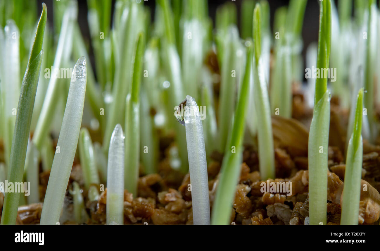 Young growing green sprouts of cat grass, Dactylis glomerata, close up ...