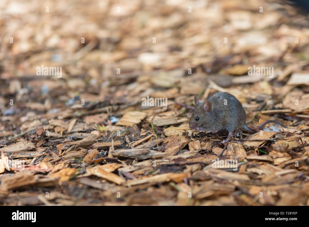 Toxoplasmosis hi-res stock photography and images - Alamy