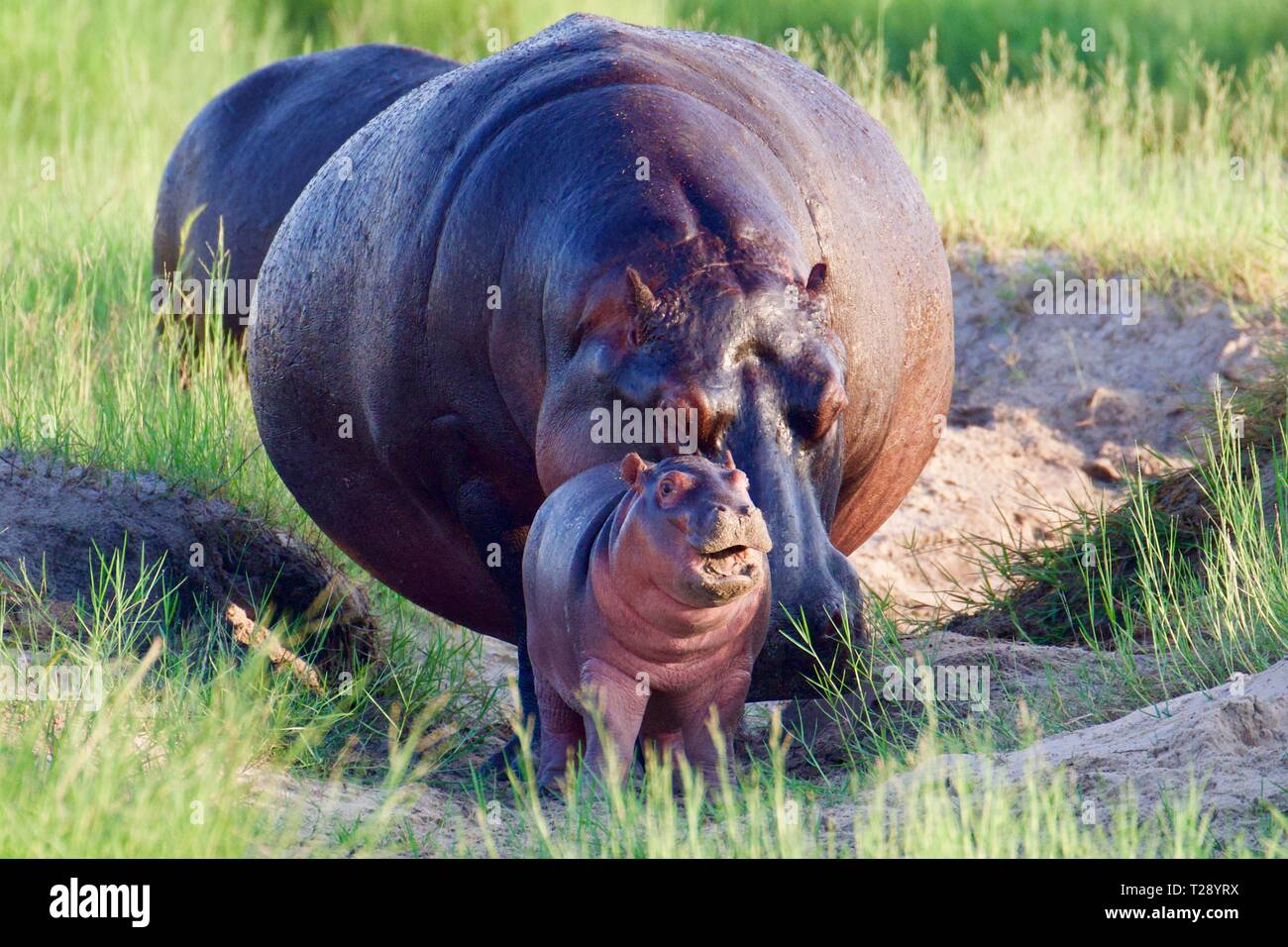 Hippo tail hippopotamus hi-res stock photography and images - Alamy