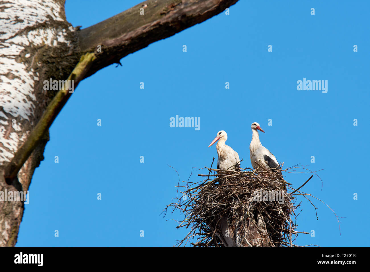 Storks nest on roof hi-res stock photography and images - Alamy