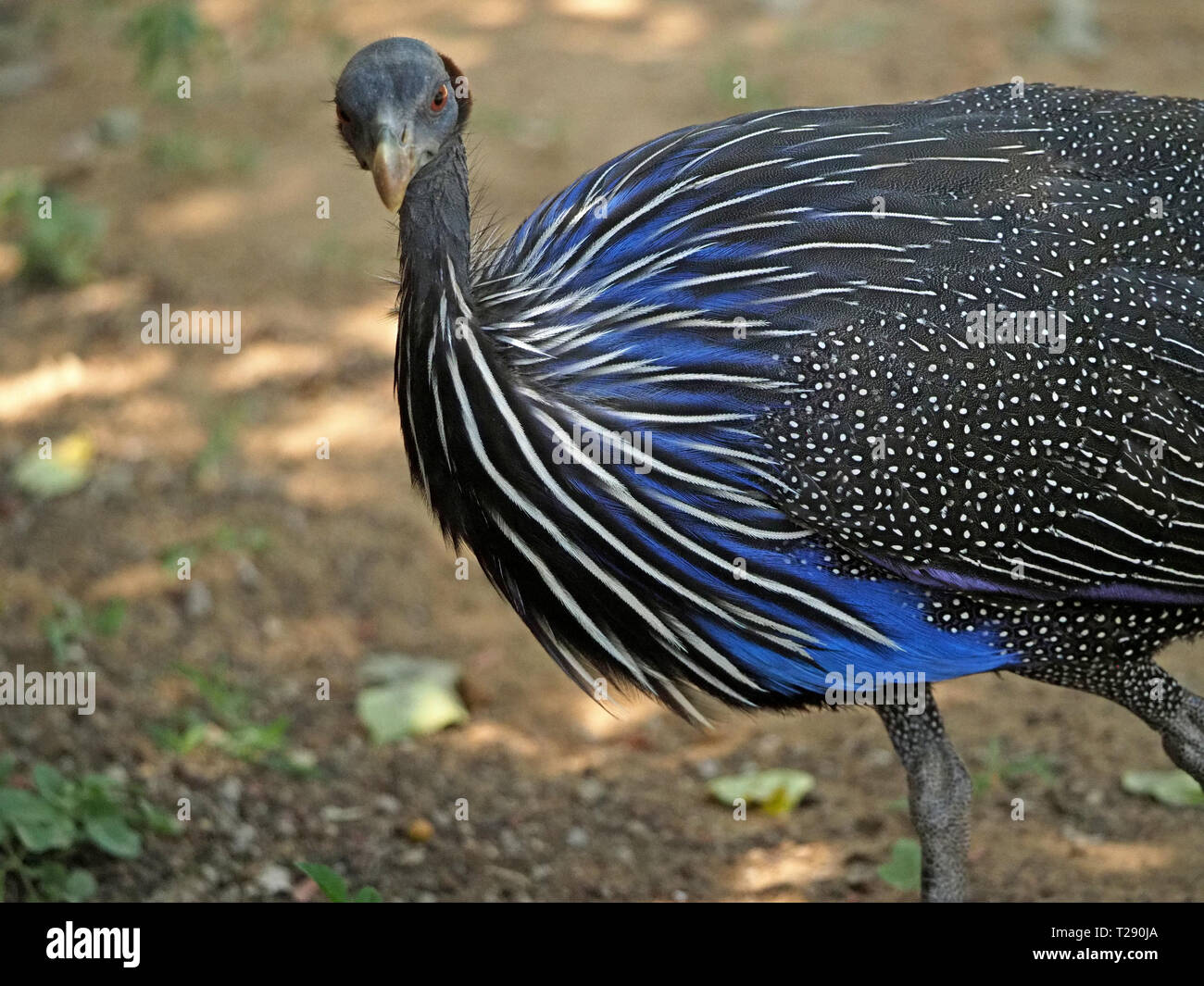 Stunning blue white & black stripes of foraging Vulturine Guinea Fowl ...