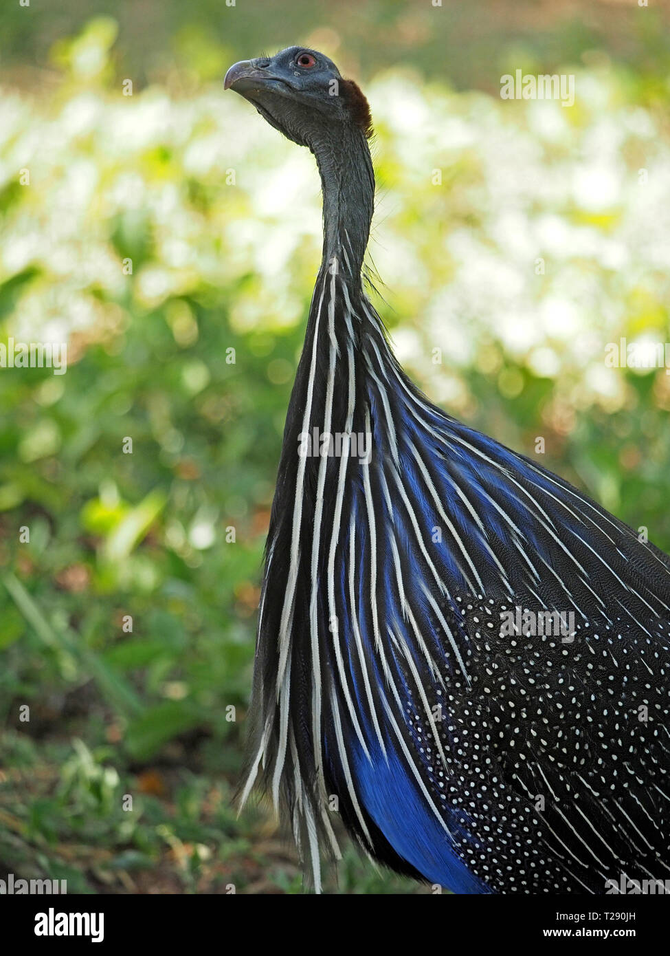 Stunning blue white & black stripes of Vulturine Guinea Fowl (Acryllium ...