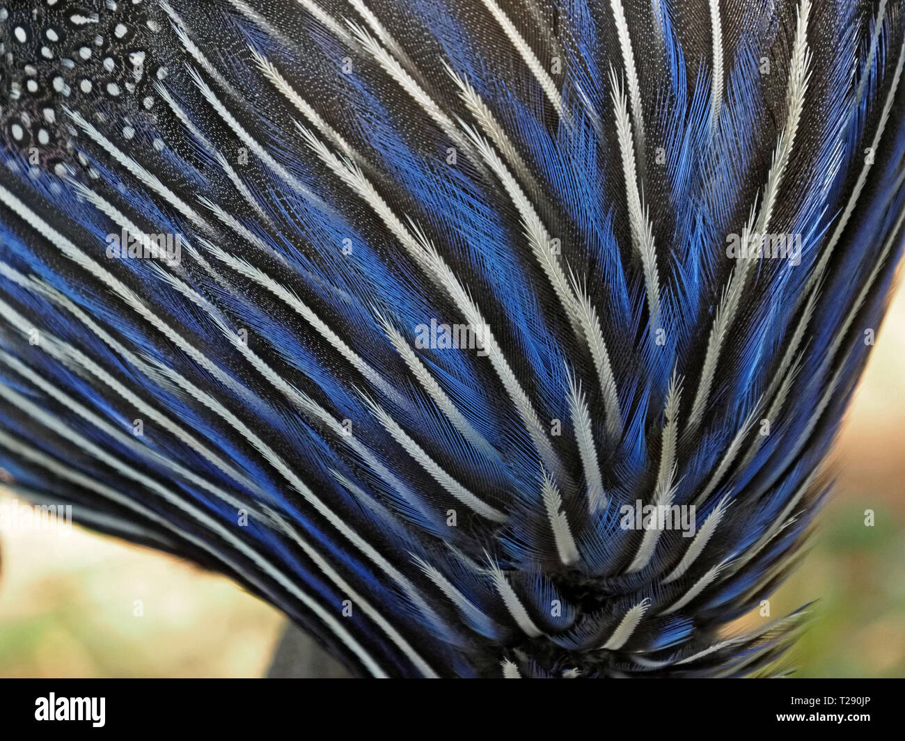 Stunning blue white & black stripes of Vulturine Guinea Fowl (Acryllium ...