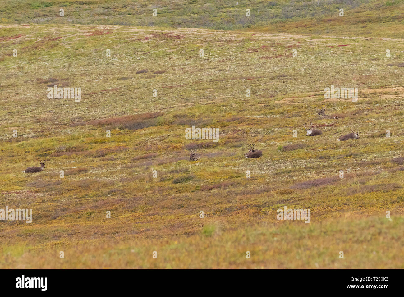 Barren Ground Caribou Stock Photo - Alamy