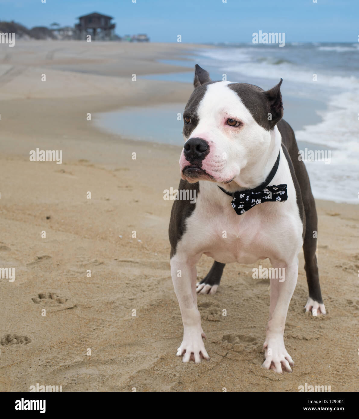 Grey staffordshire bull terrier hi-res stock photography and images - Alamy