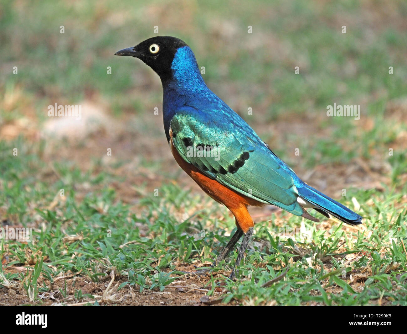 Iridescent blue bird africa hi-res stock photography and images - Alamy