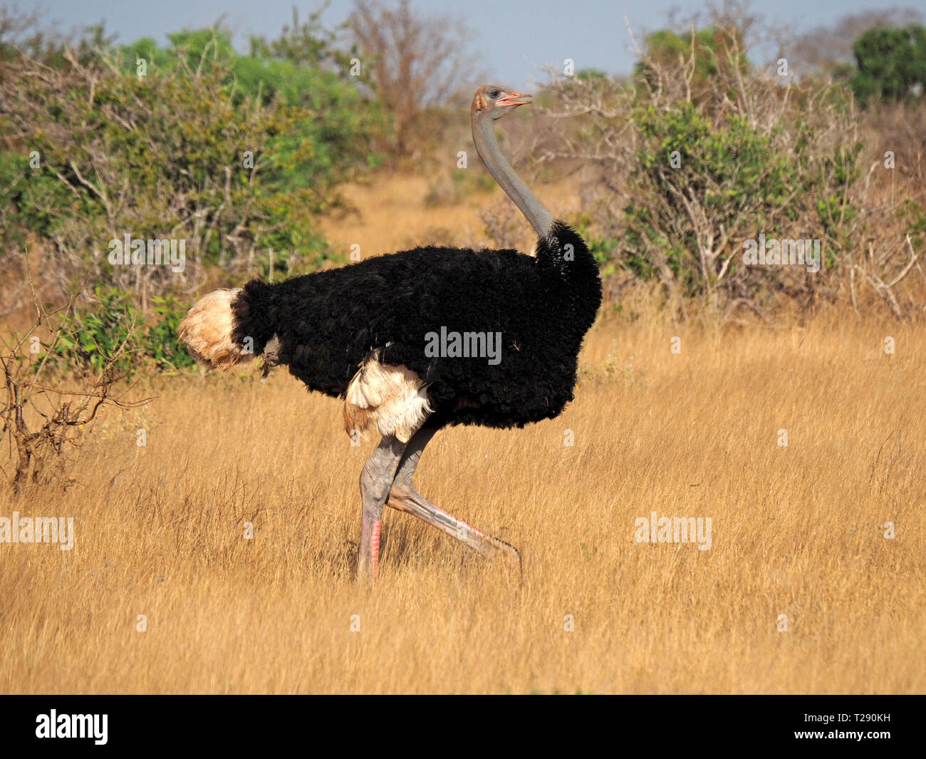single male Somali Ostrich (Struthio molybdophanes) with thick black ...
