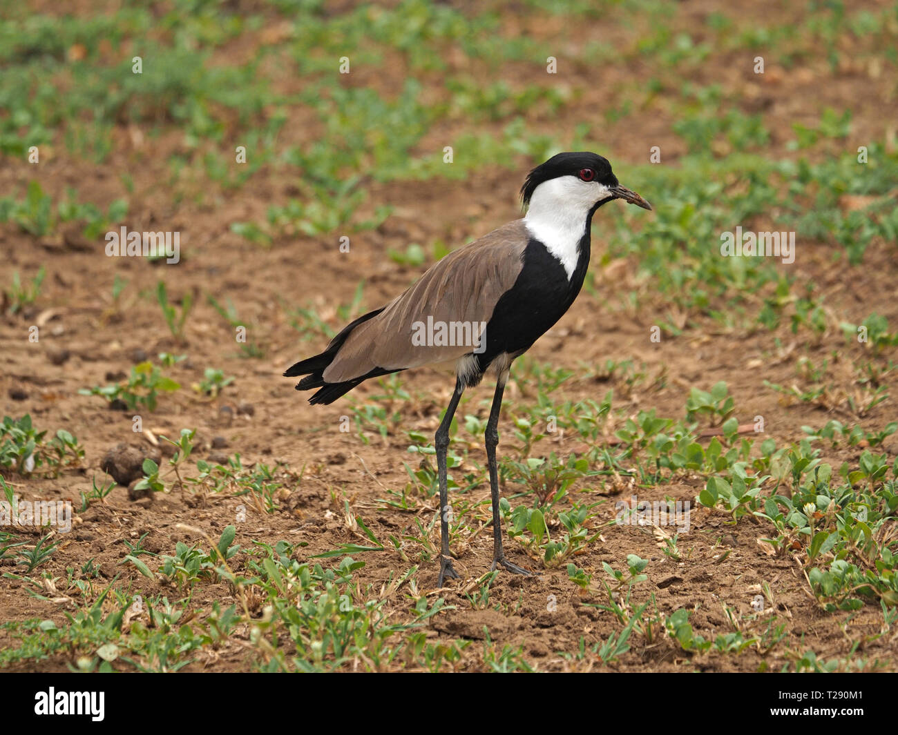 Spur on wing hi-res stock photography and images - Alamy