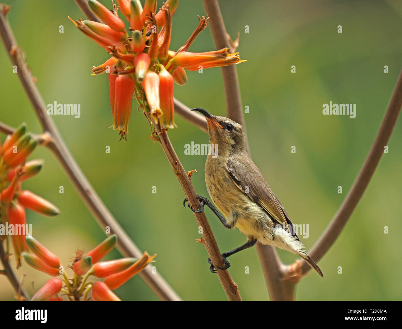 Sunbird flight hi-res stock photography and images - Alamy