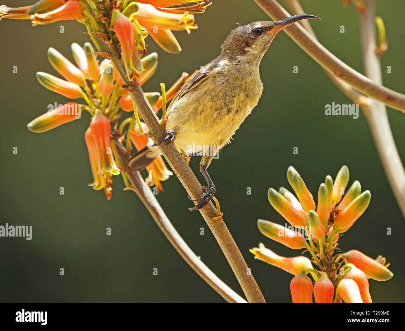 Sunbird flight hi-res stock photography and images - Alamy