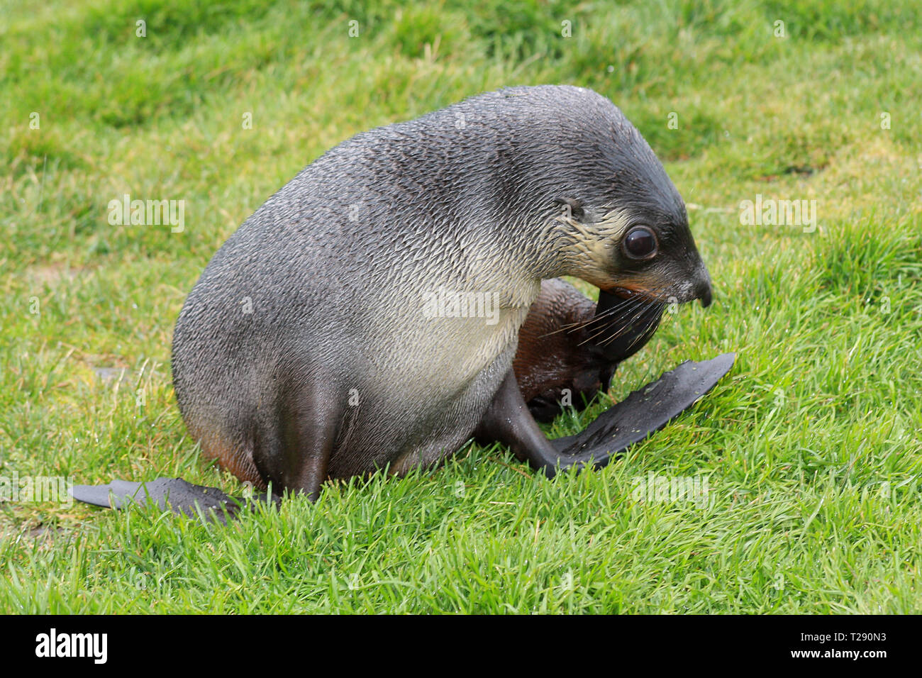 Eared Seals Stock Photos & Eared Seals Stock Images - Alamy