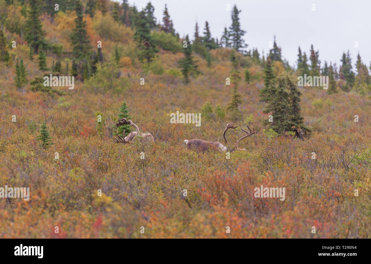 Barren Ground Caribou Stock Photo - Alamy