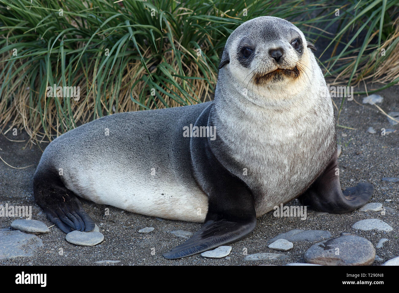 Eared seal hi-res stock photography and images - Alamy