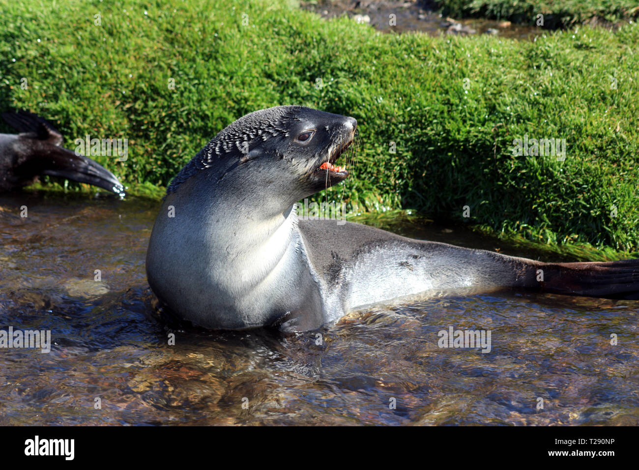 Eared Seals Stock Photos & Eared Seals Stock Images - Alamy