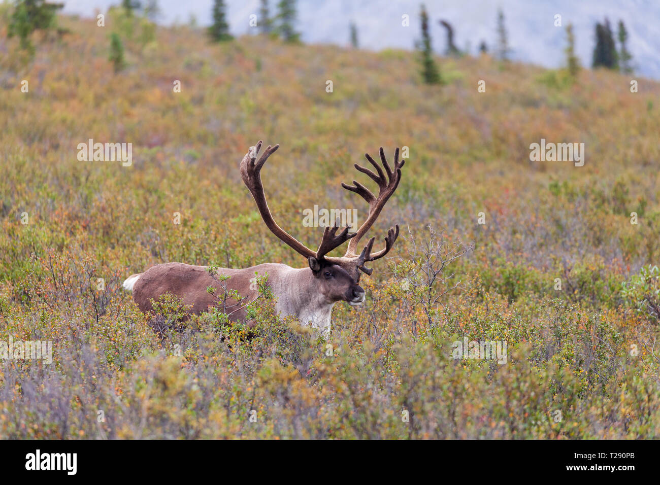 Barren Ground Caribou Stock Photo - Alamy