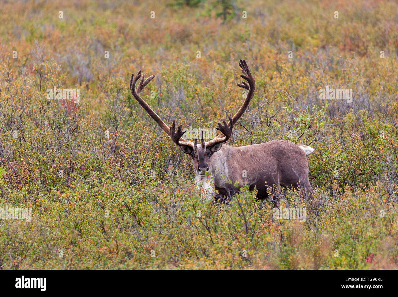 Barren Ground Caribou Stock Photo - Alamy