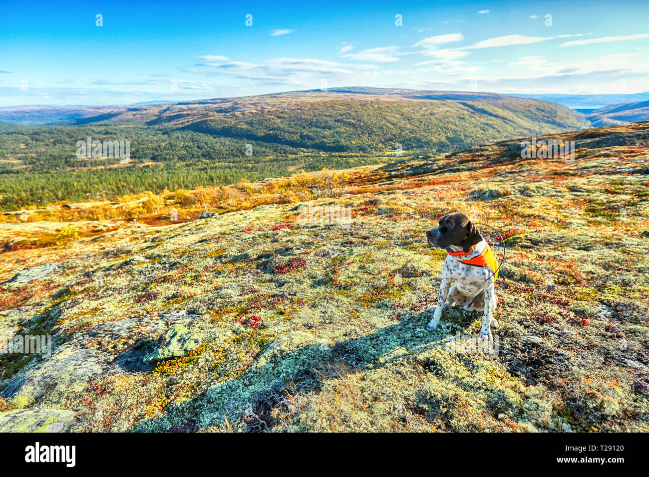 Dog english pointer enjoying nature in the mountains over the valley ...
