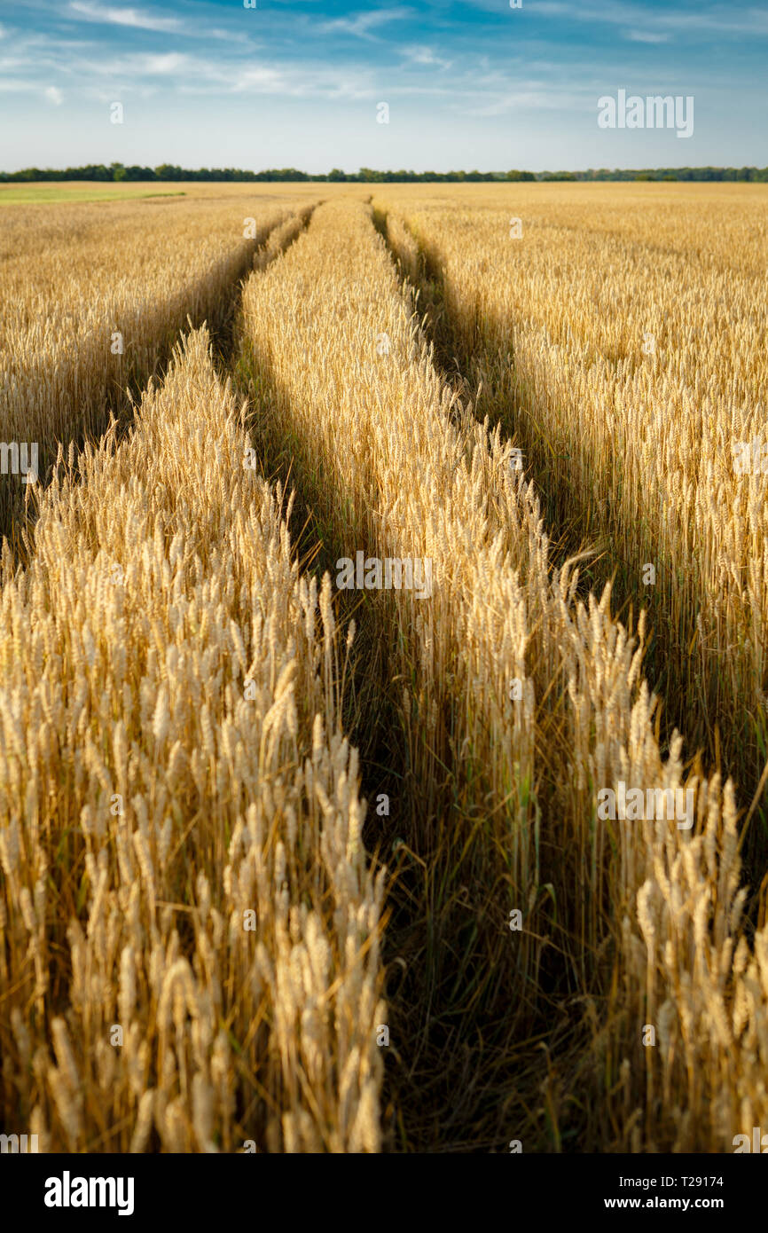 Field with ripe grain Stock Photo - Alamy