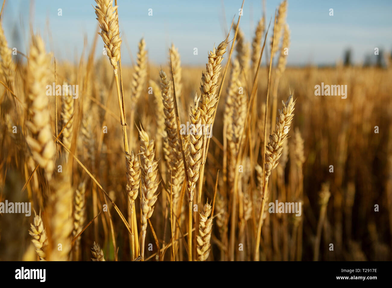 Corn cob wheat harvest hi-res stock photography and images - Alamy