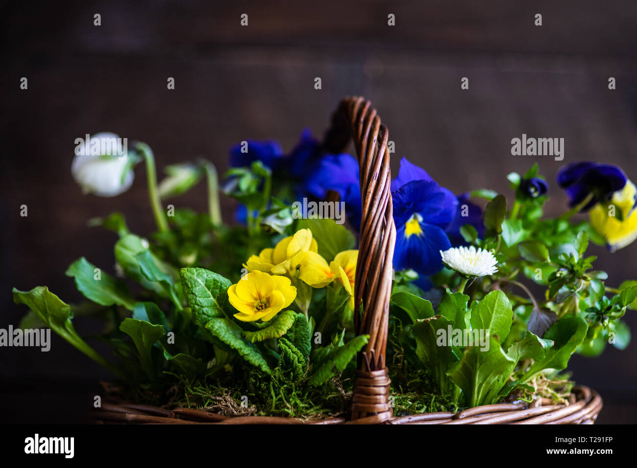 Spring floral concept for Easter holiday on dark wooden background with ...