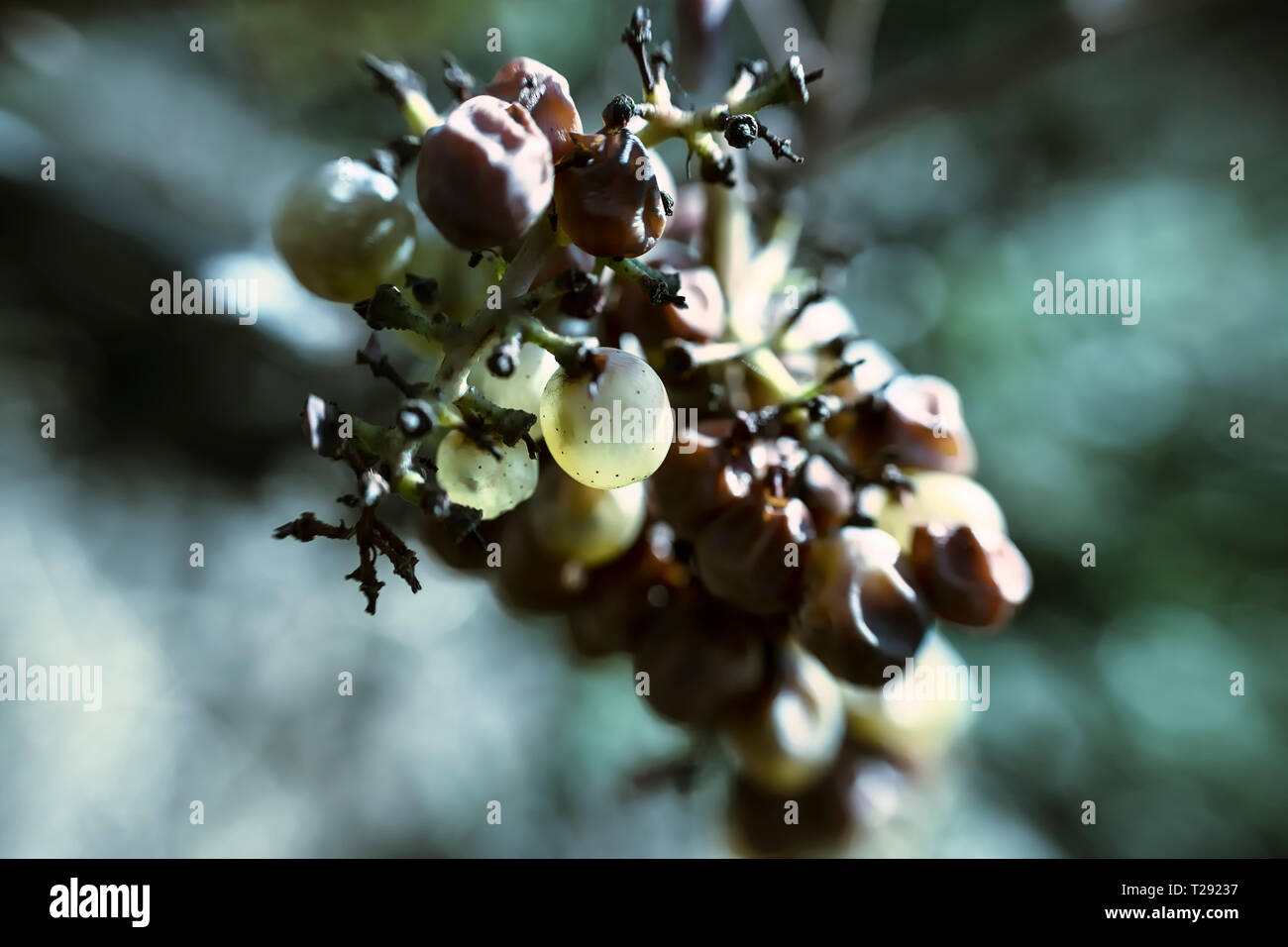 Withered grape hi-res stock photography and images - Alamy
