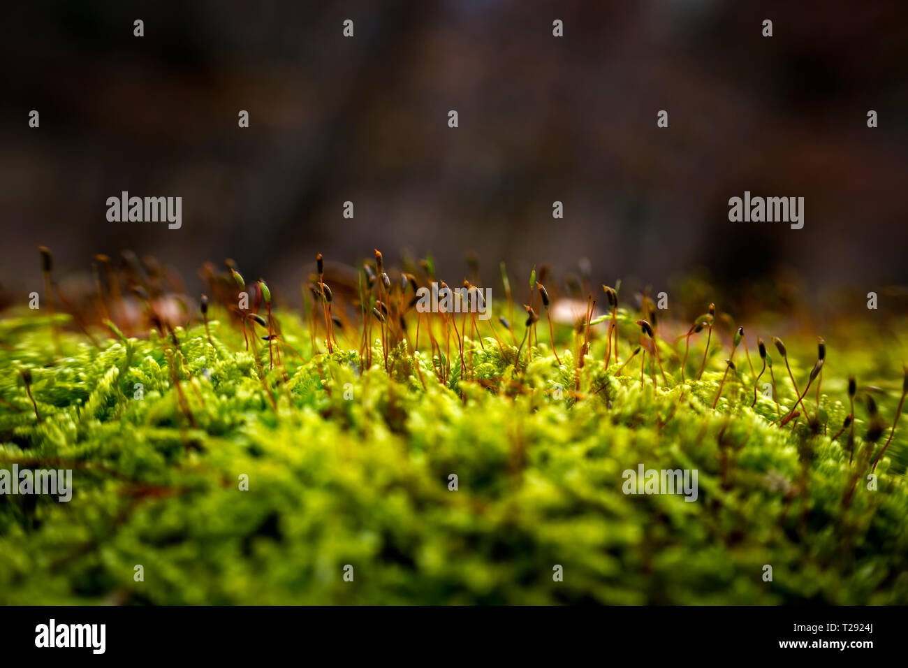 Moss structure hi-res stock photography and images - Alamy