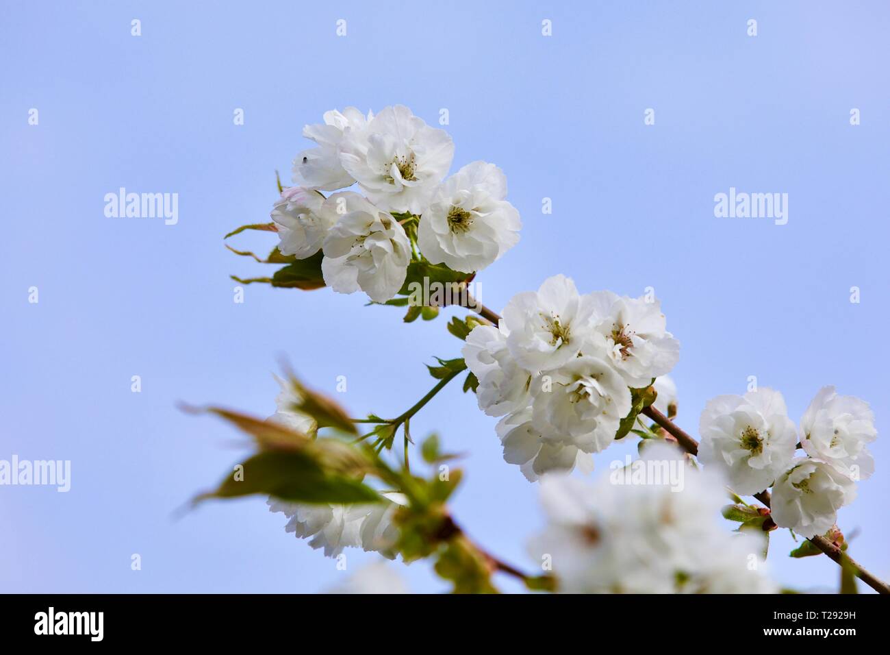 Prunus 'Tai-haku' Great White Cherry Tree Stock Photo - Alamy