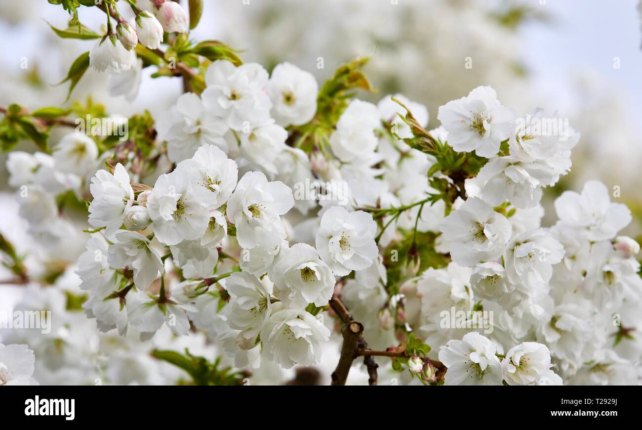 Prunus Taihaku Flowers High Resolution Stock Photography and Images - Alamy