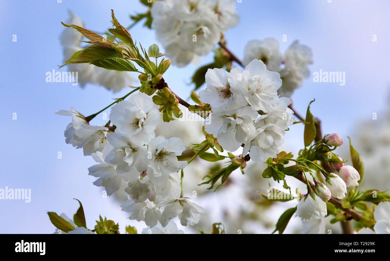 Prunus 'Tai-haku' Great White Cherry Tree Stock Photo - Alamy