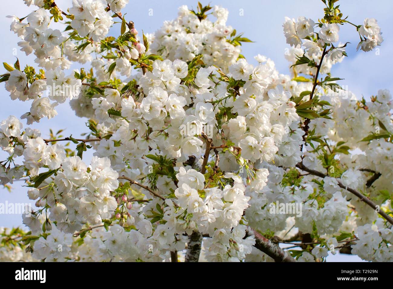 Prunus 'Tai-haku' Great White Cherry Tree Stock Photo - Alamy