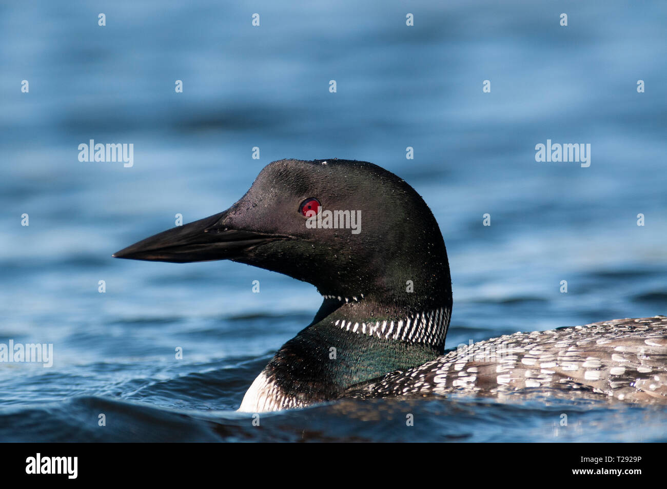 Common loon resting at the surface of a lake Stock Photo - Alamy