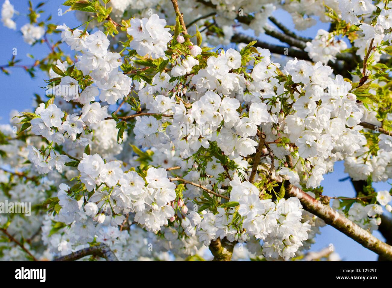 Prunus Taihaku Flowers High Resolution Stock Photography and Images - Alamy