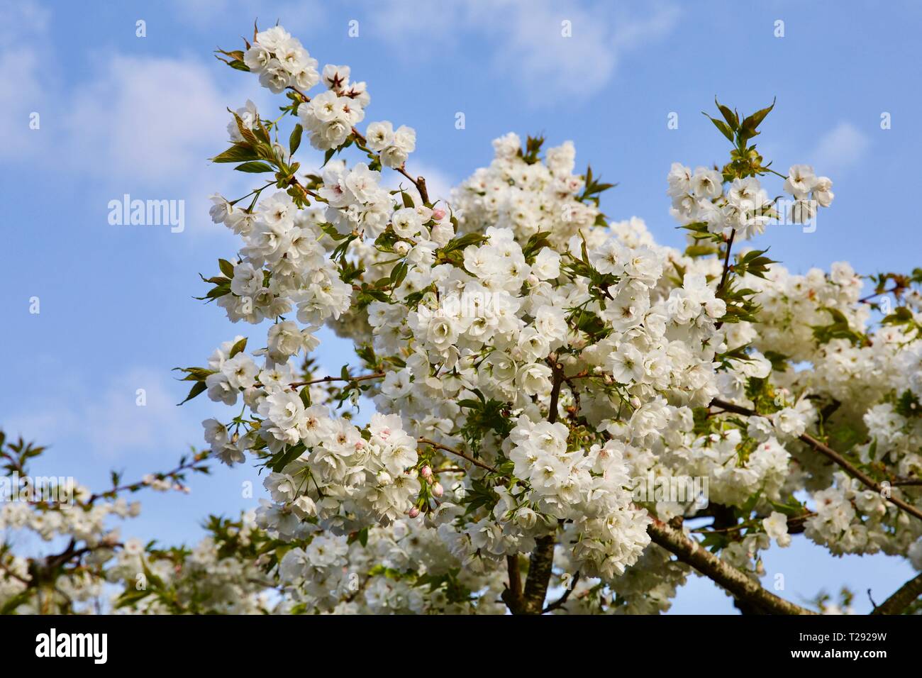 Prunus 'Tai-haku' Great White Cherry Tree Stock Photo - Alamy
