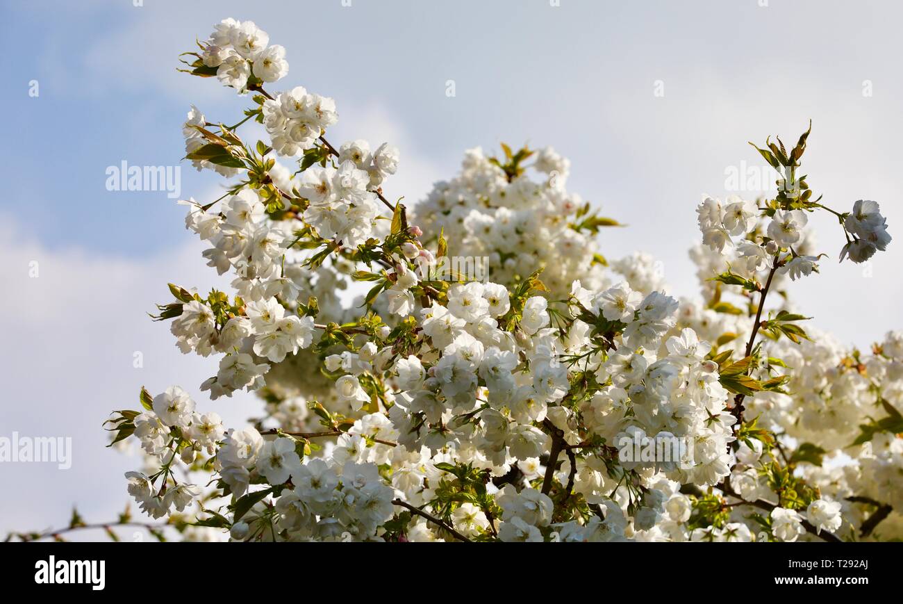 Prunus 'Tai-haku' Great White Cherry Tree Stock Photo - Alamy