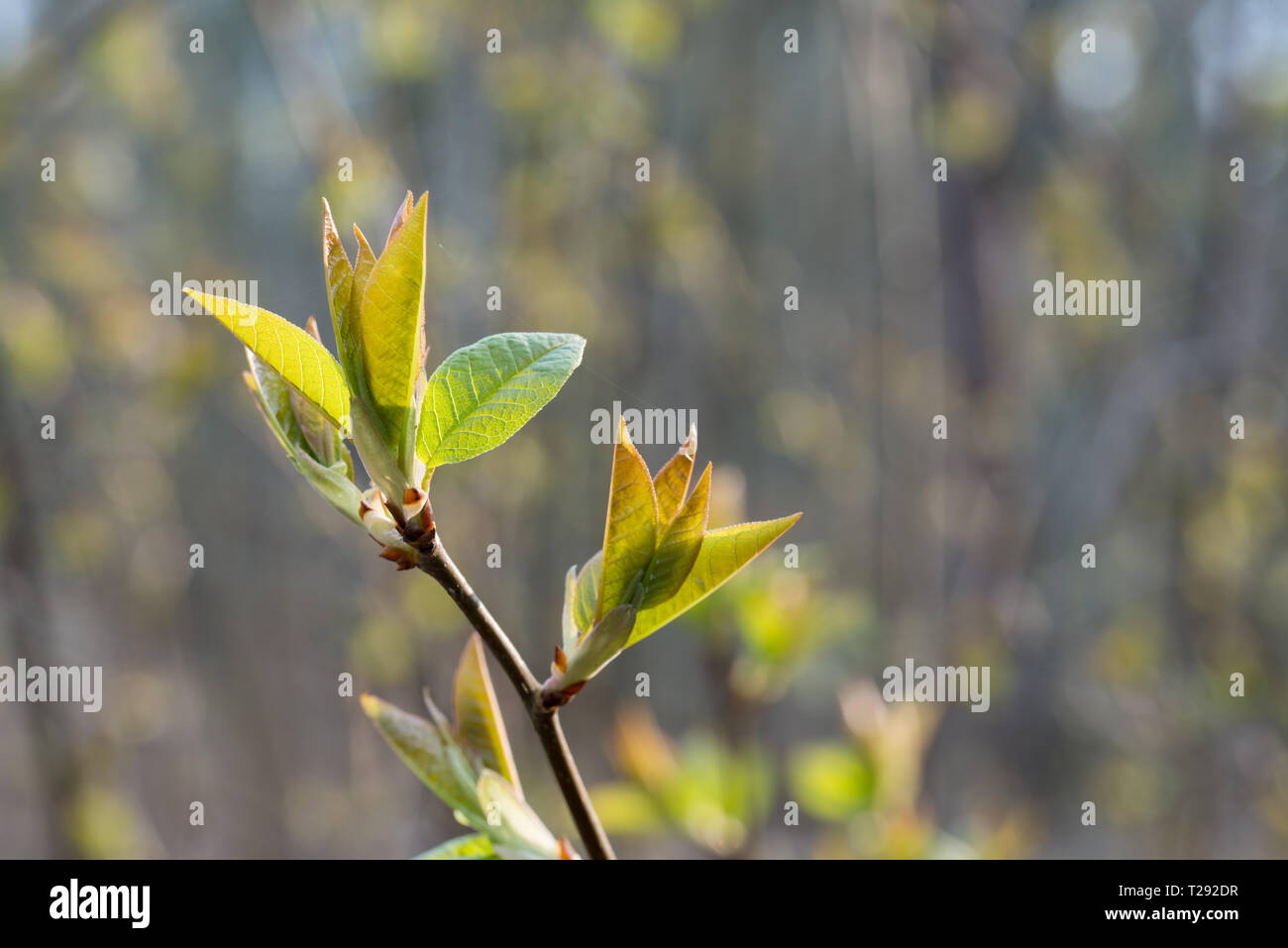 Young small tree in spring with first leaves hi-res stock photography ...