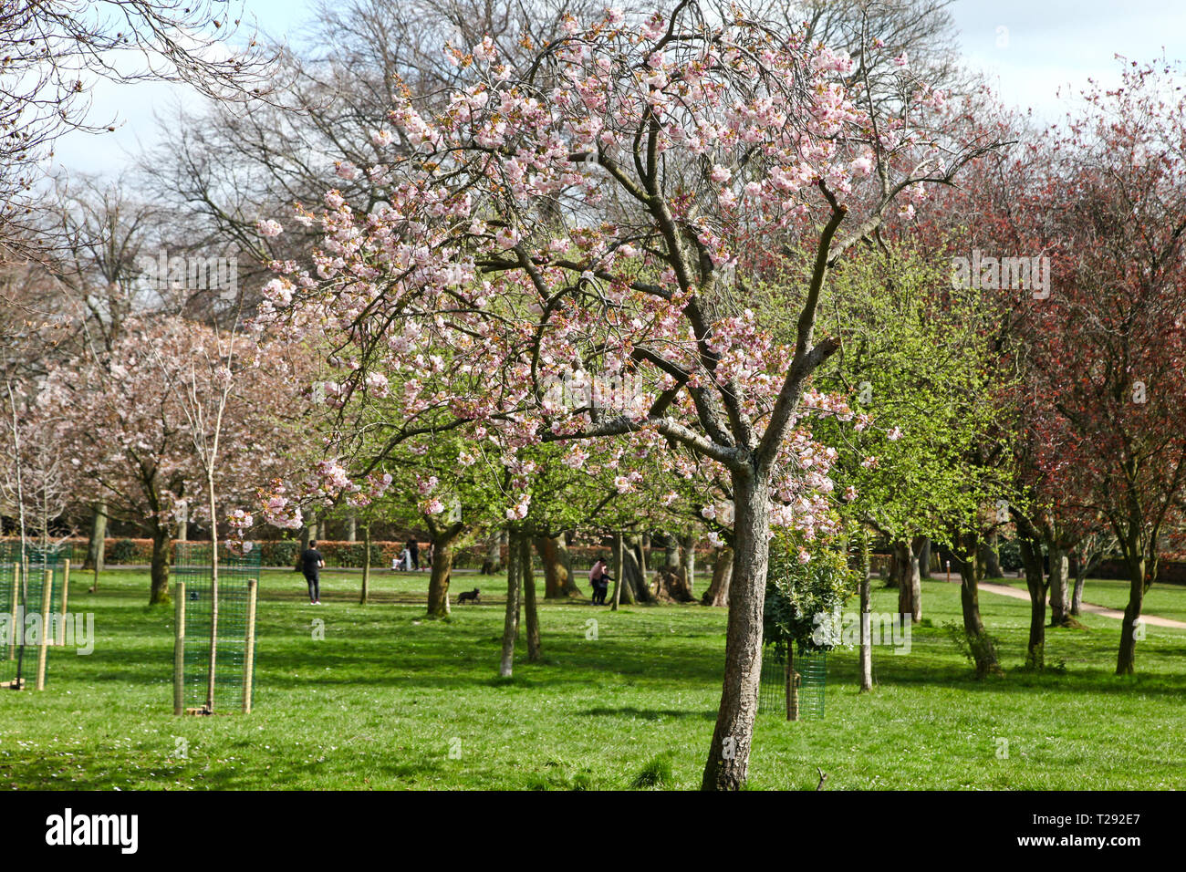 Calderstones Park, Liverpool Stock Photo - Alamy