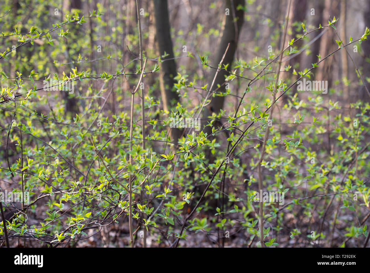 Young small tree in spring with first leaves hi-res stock photography ...