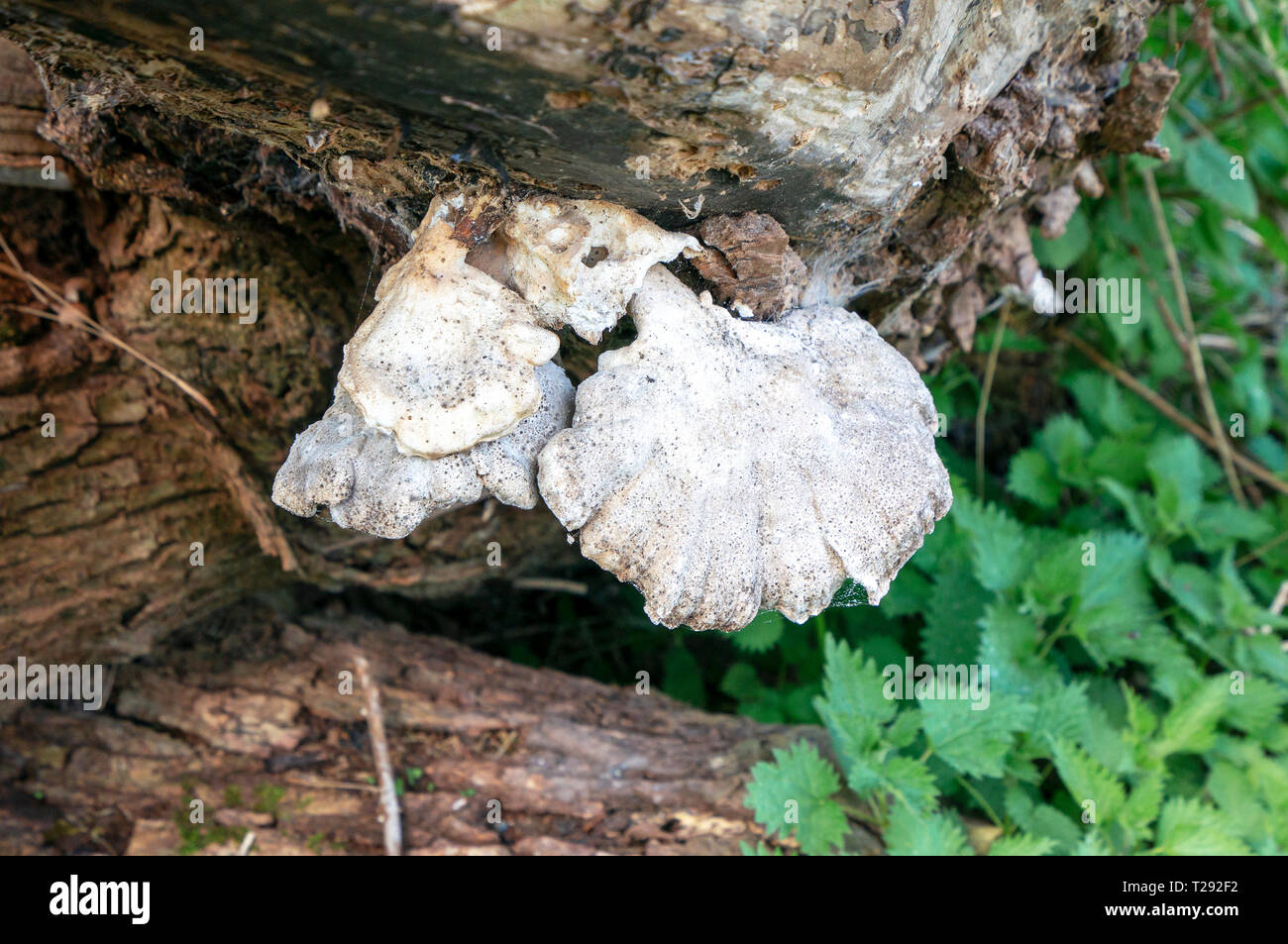 Fungus growth on rotting tree Stock Photo - Alamy