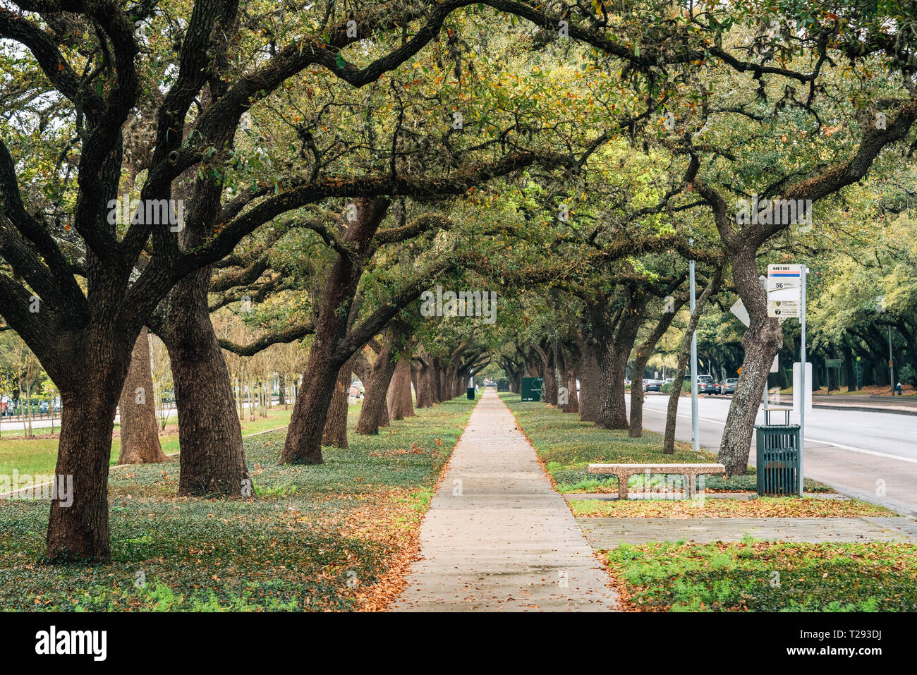 Overhanging trees hi-res stock photography and images - Alamy