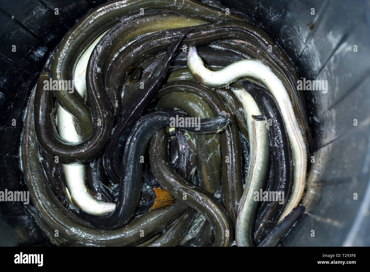A bin full of freshly-landed eels caught by fisherman David McCreadie using a fyke in the waters ...