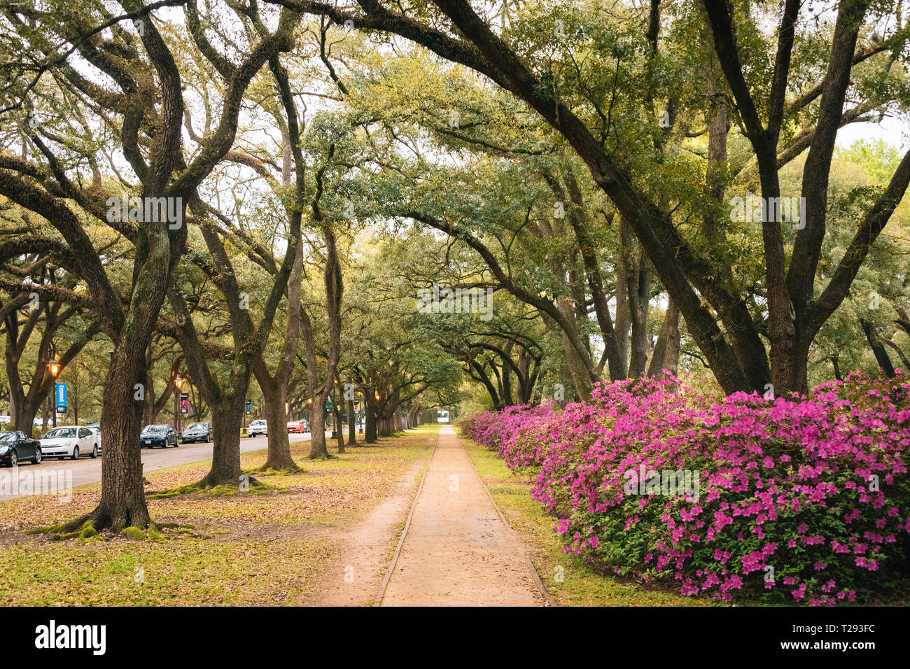 Azaleas and trees along a path at Rice University, Houston, Texas Stock ...