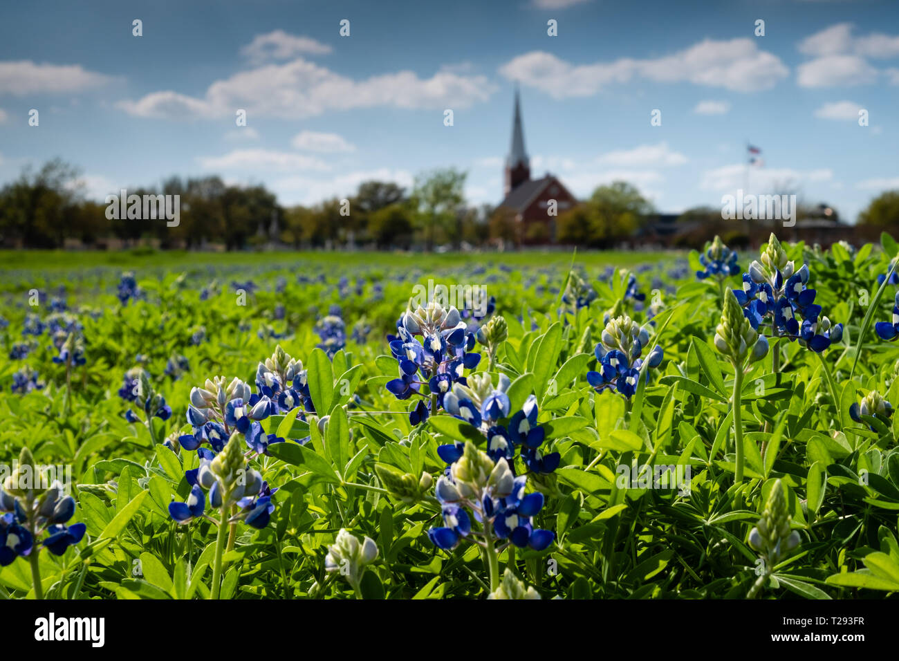 Bluebonnets hi-res stock photography and images - Alamy