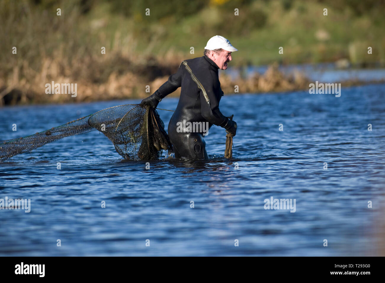 Fishing net full of freshly caught fish hi-res stock photography and ...